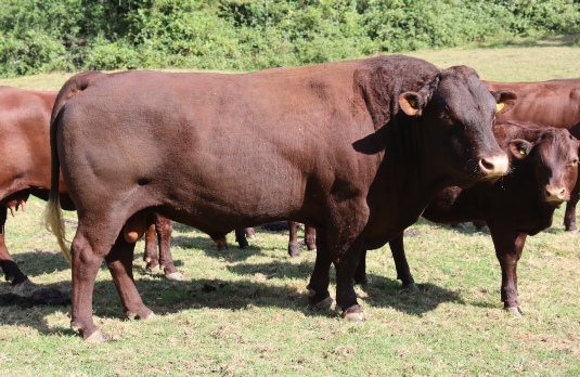 Sussex Cattle Society - Bull Sale Catalogue